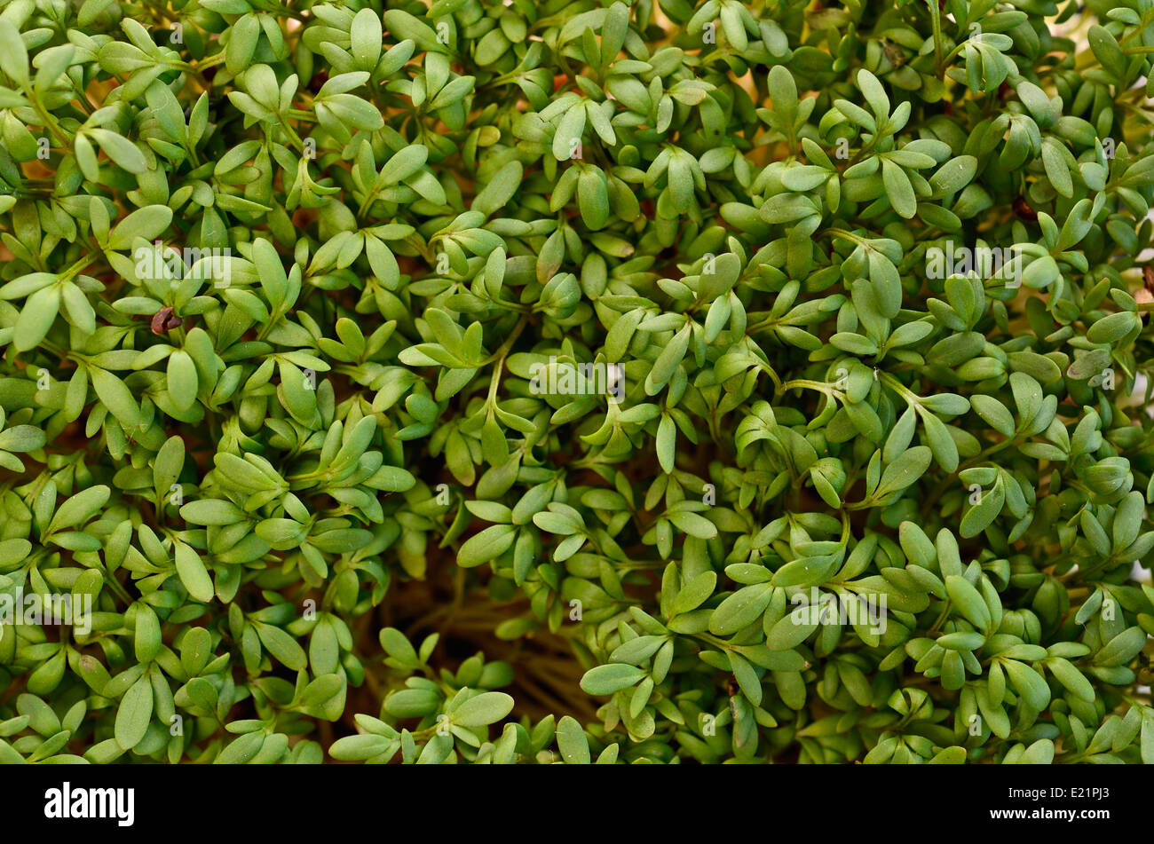 Fresh cress background Stock Photo - Alamy