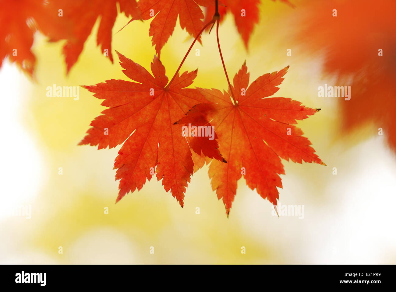 Autumn maple leaves Stock Photo - Alamy