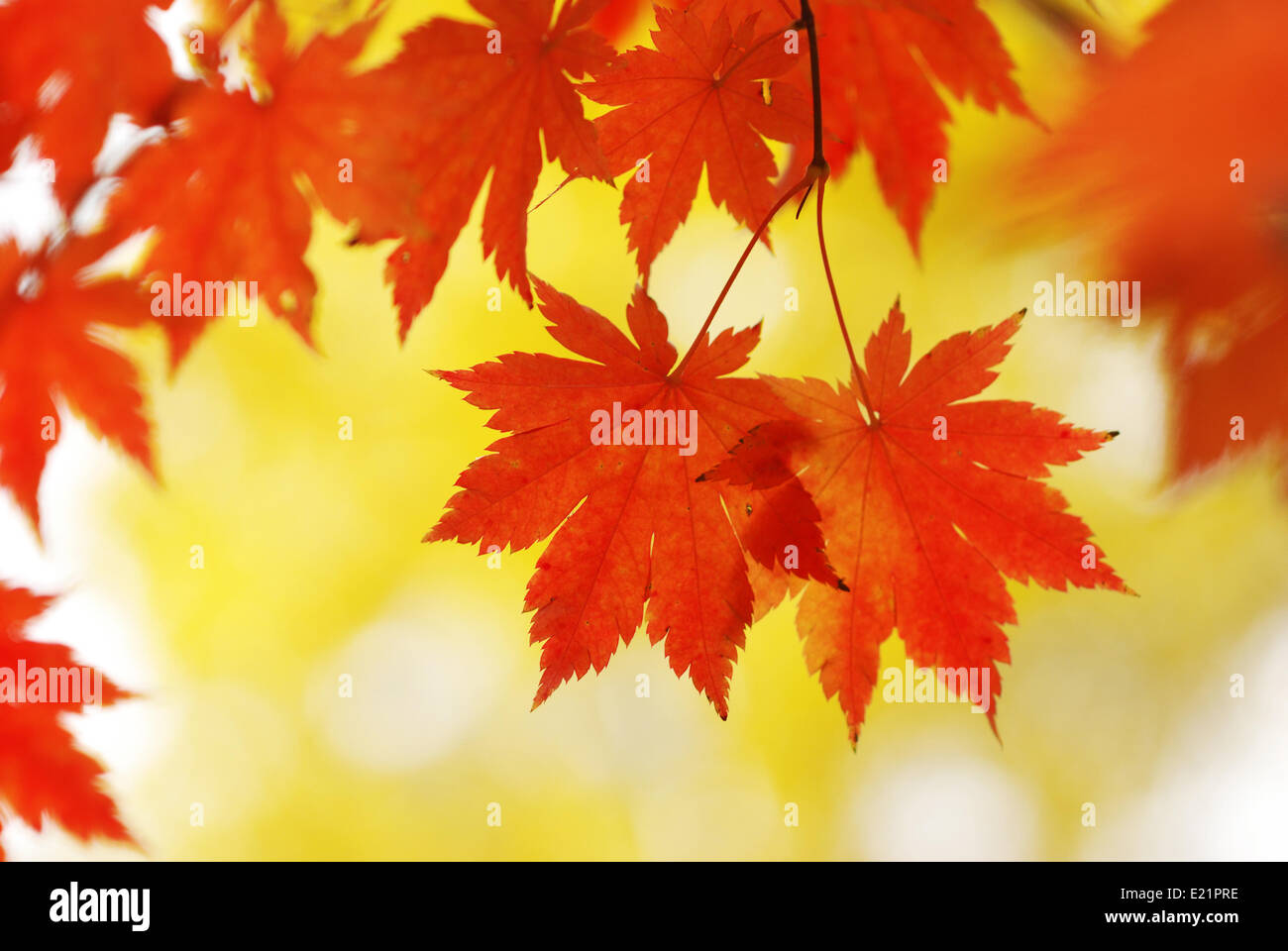 Autumn maple leaves Stock Photo - Alamy