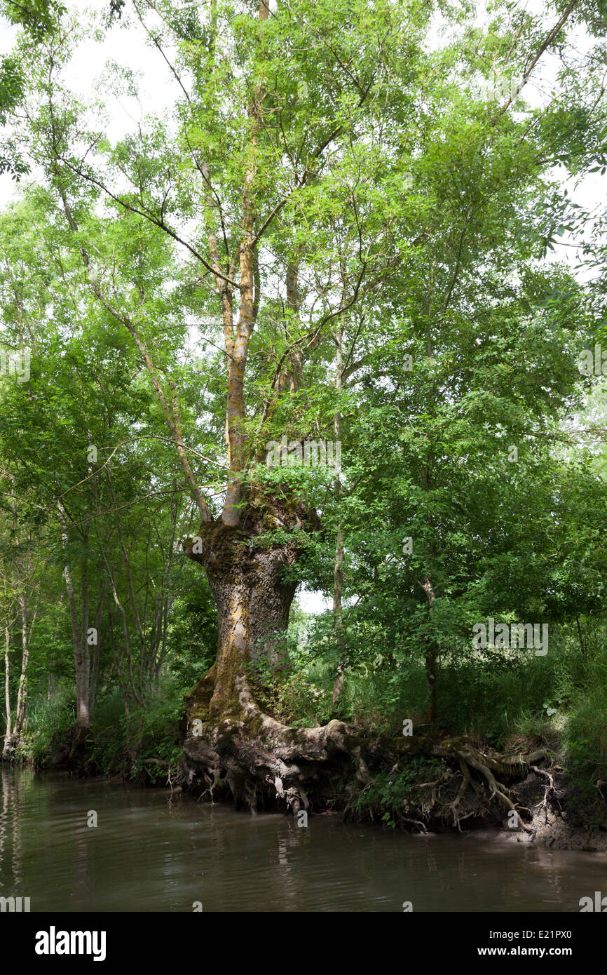 Root ash hi-res stock photography and images - Alamy