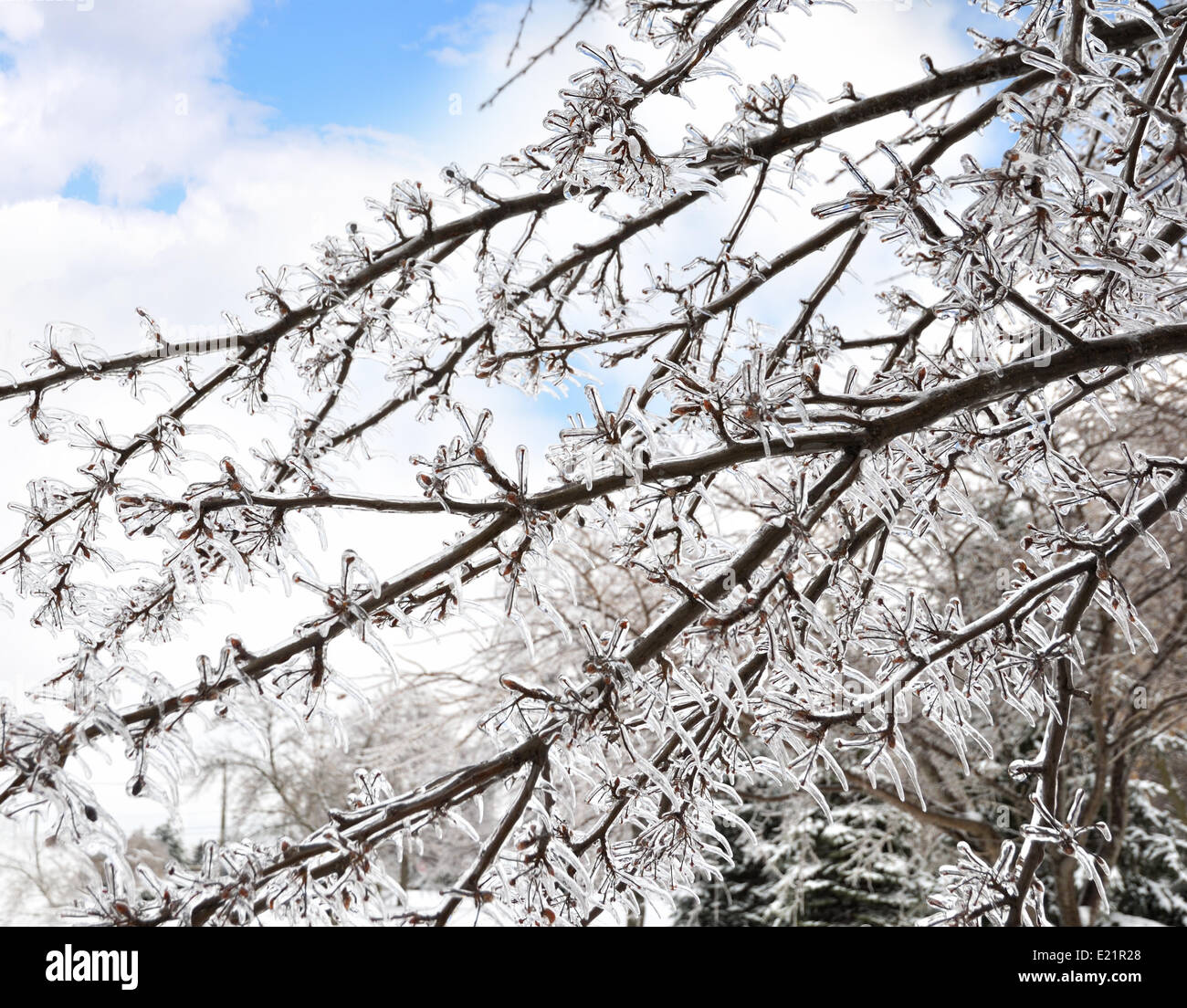 Abstract frozen tree branches hi-res stock photography and images - Alamy