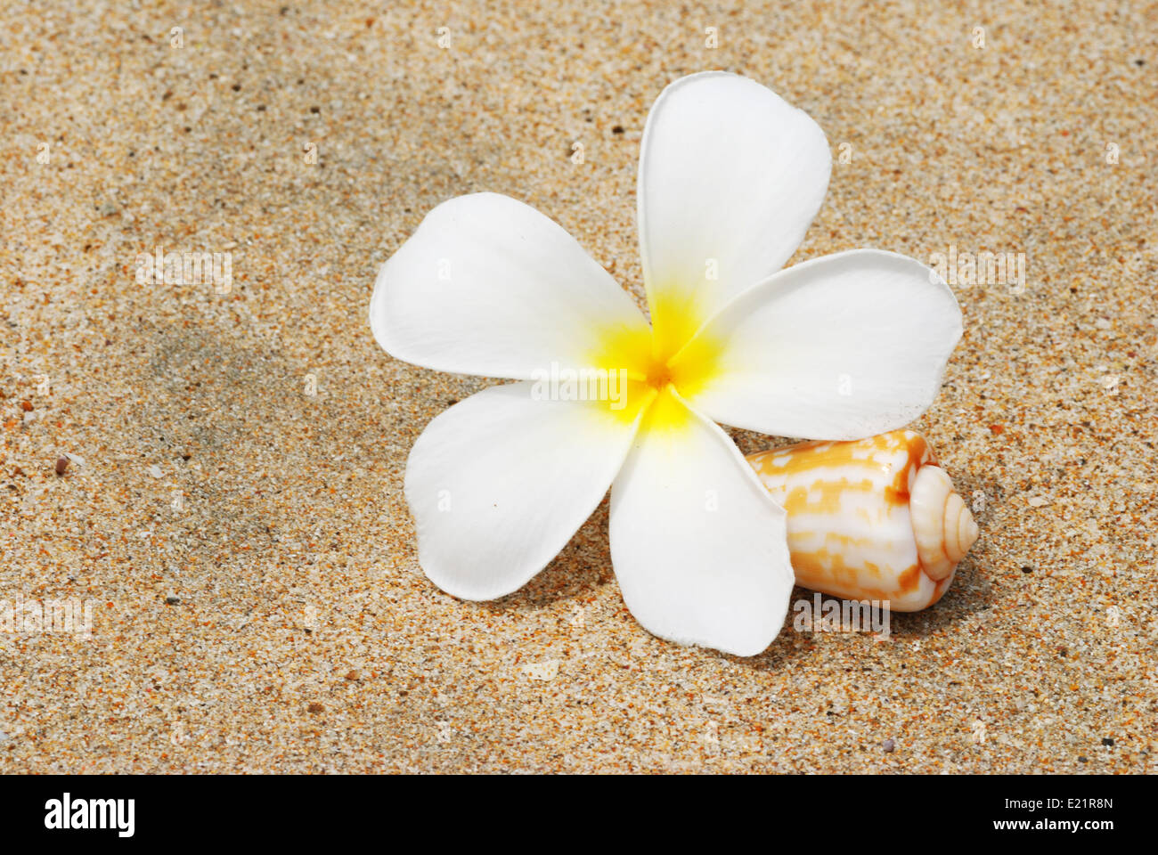 Shell flower on a beach Stock Photo - Alamy