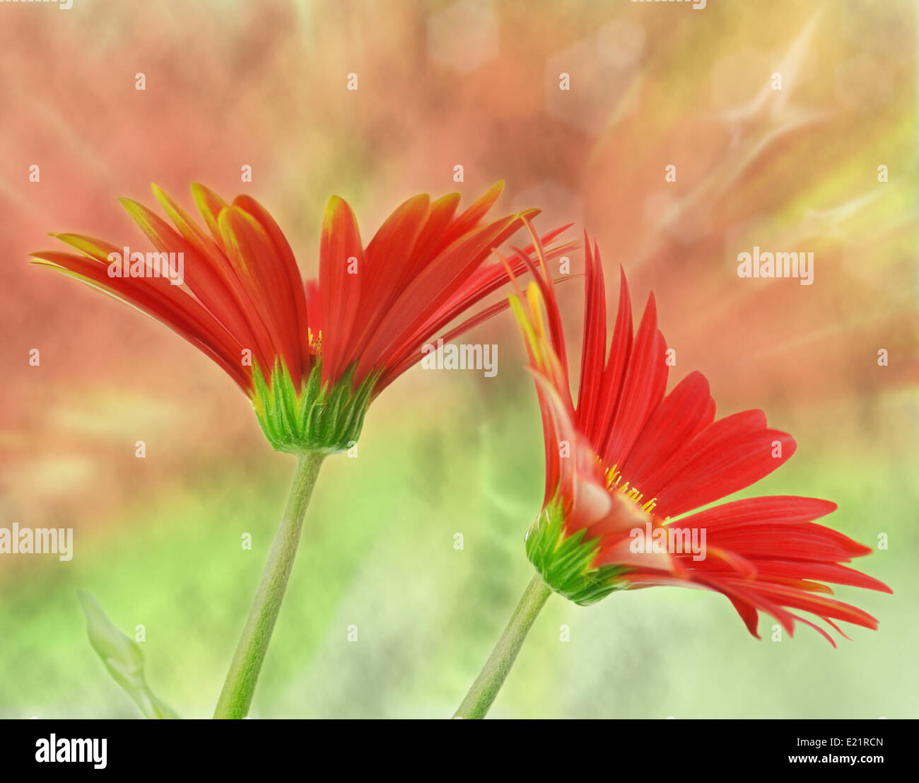 Gerbera flowers red yellow colors hi-res stock photography and images ...