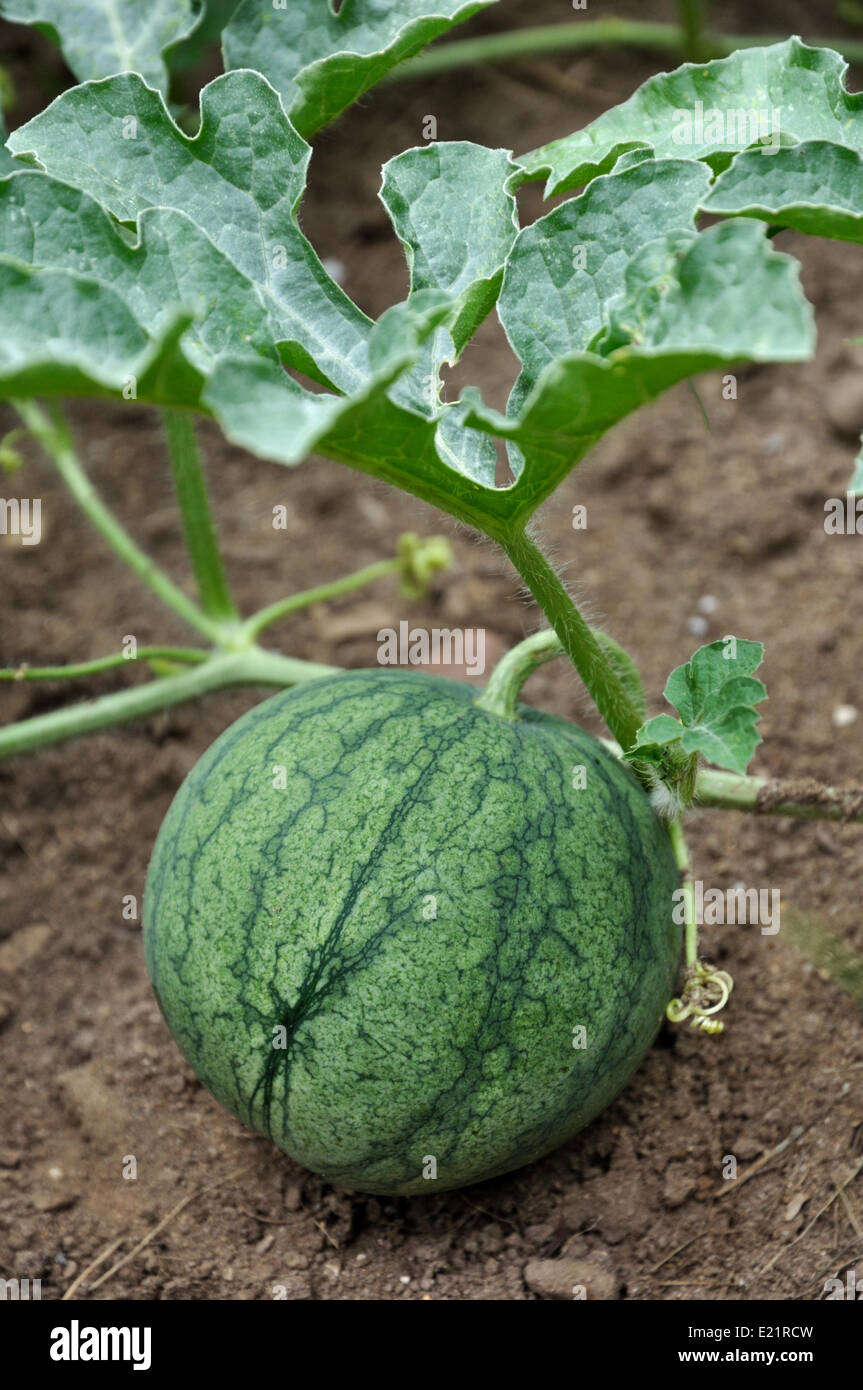 Watermelon plant hi-res stock photography and images - Alamy