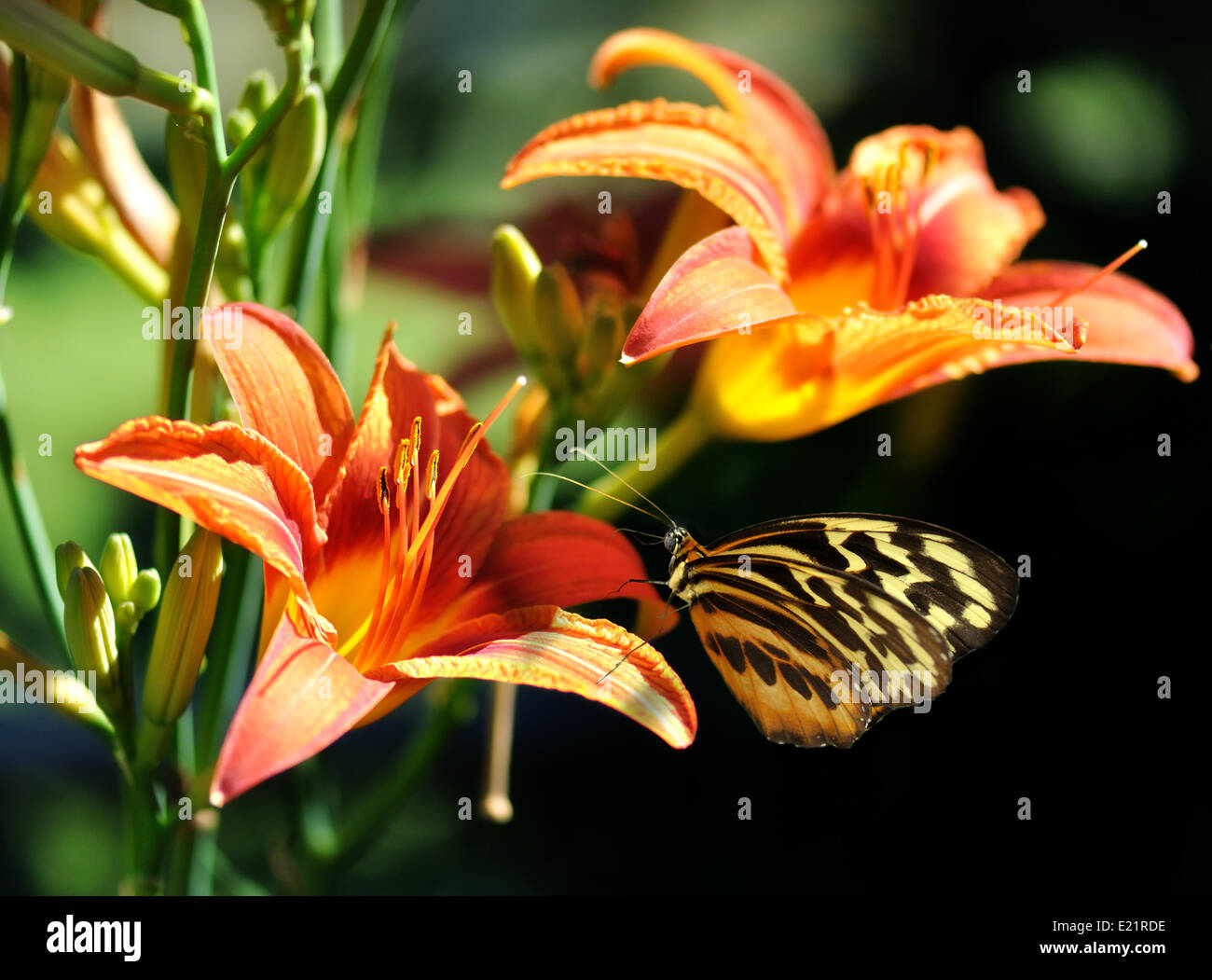 Butterfly Lily High Resolution Stock Photography and Images - Alamy