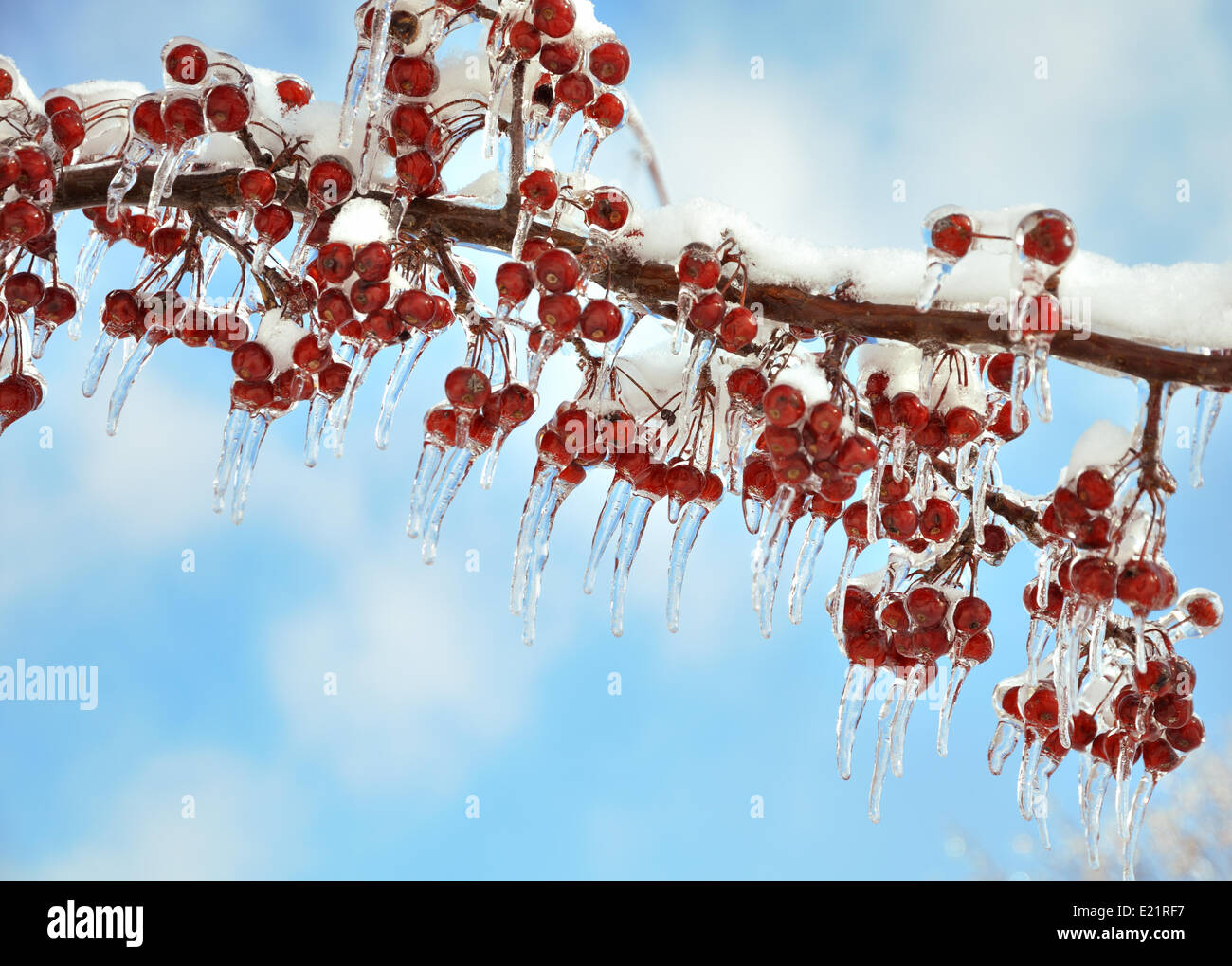 Trees after ice storm hi-res stock photography and images - Alamy