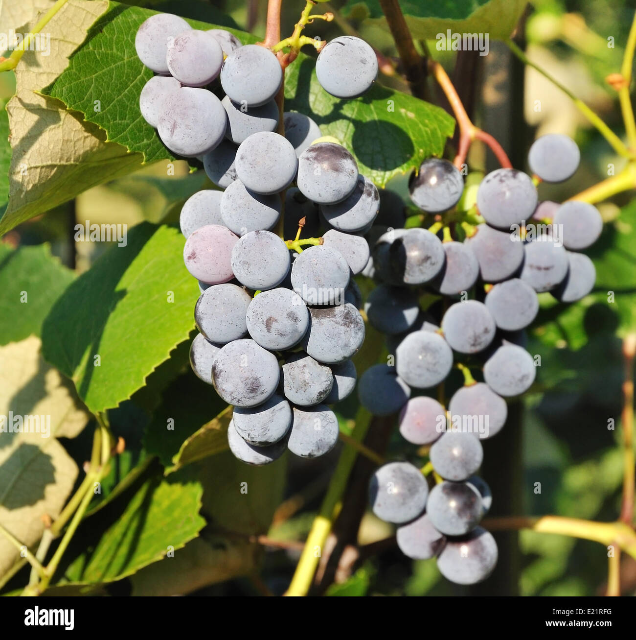 Blue purple grapes bunches hi-res stock photography and images - Alamy