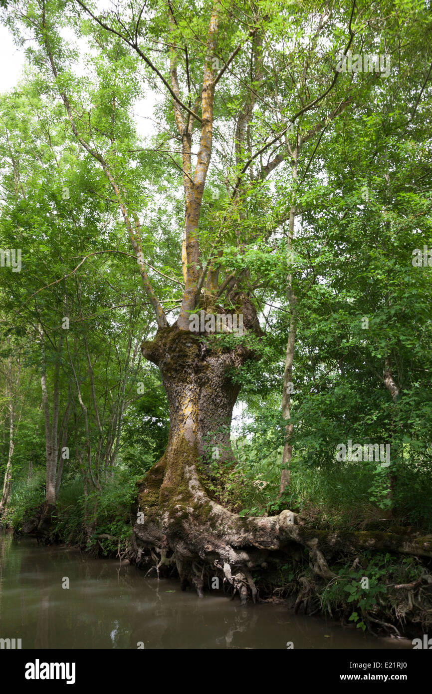 In the Marais Poitevin (France), a pollarded ash tree with a remarkable ...