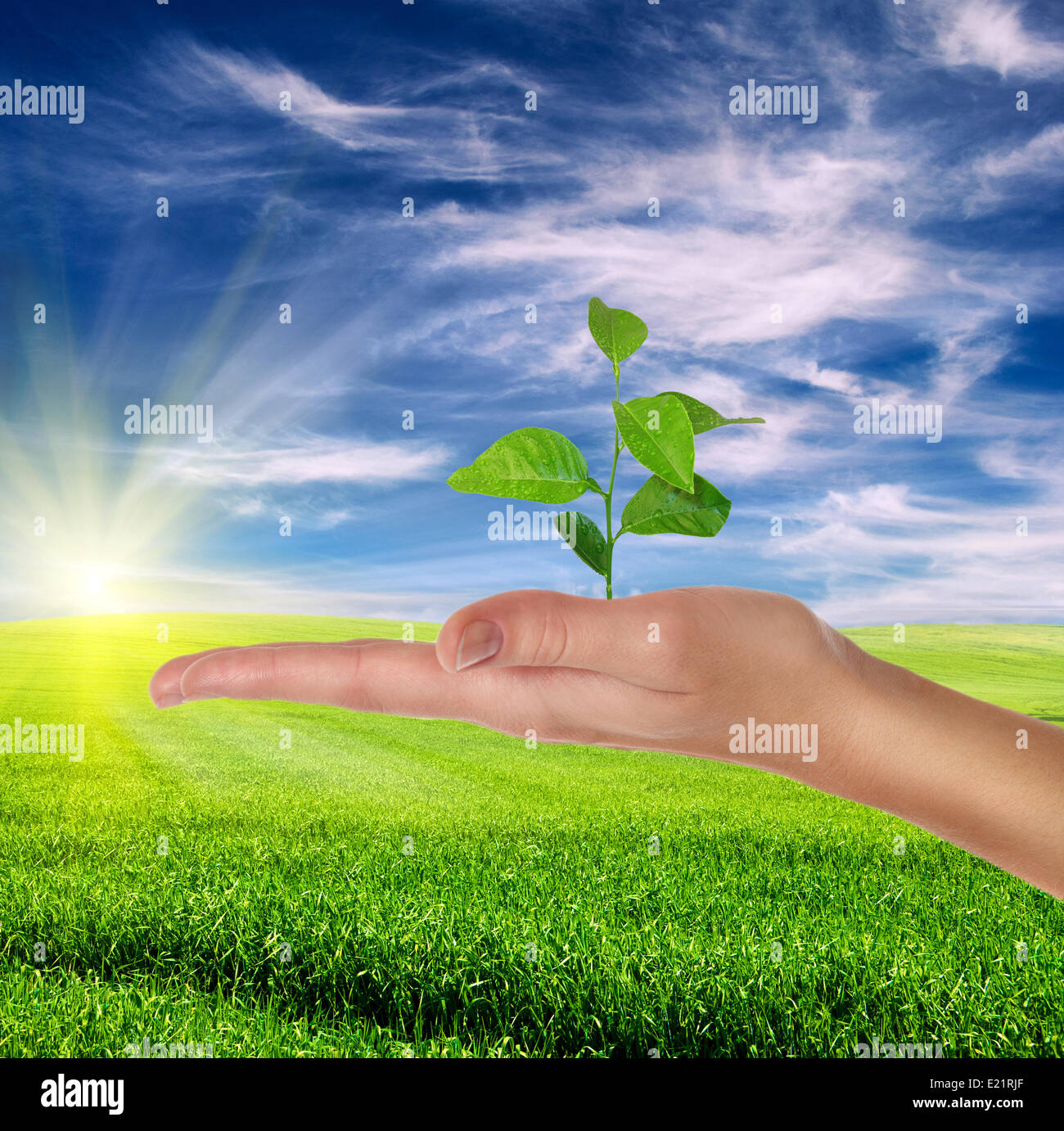 hand holding green plant Stock Photo - Alamy