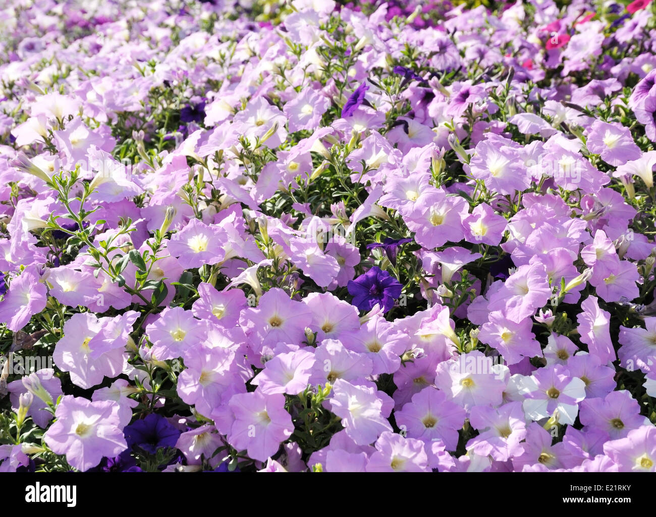 Petunia arrangement hi-res stock photography and images - Alamy