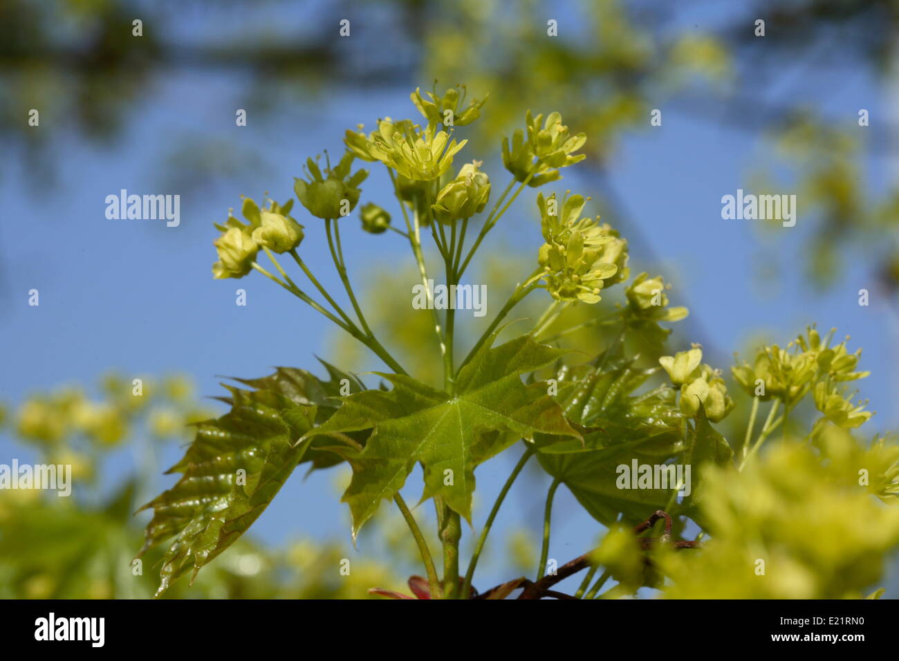 Norway maple - Acer platanoides Stock Photo - Alamy