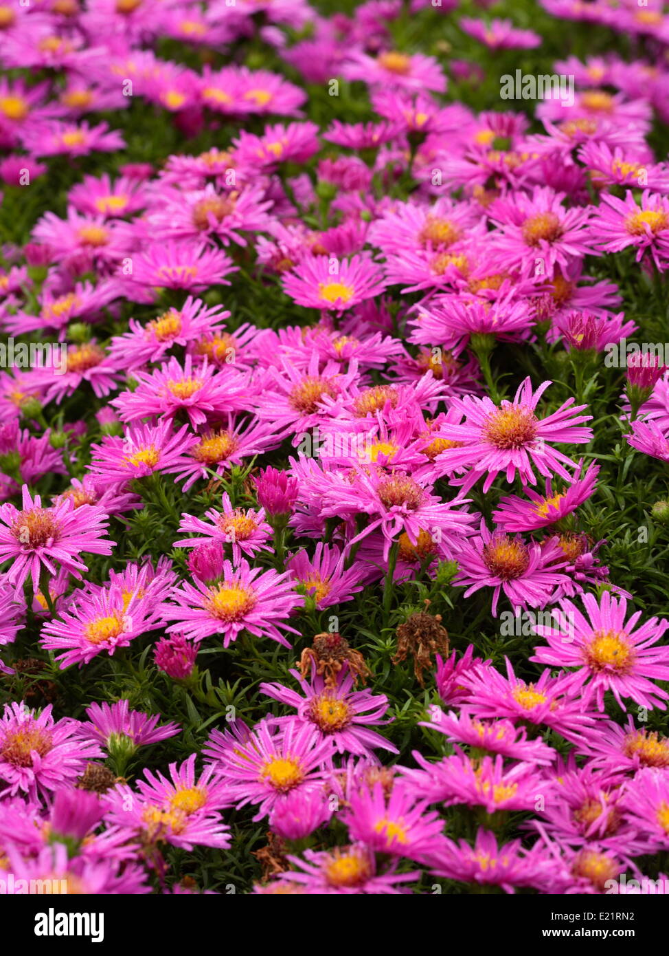 Rice Button Aster 'Alice Haslam' Stock Photo - Alamy