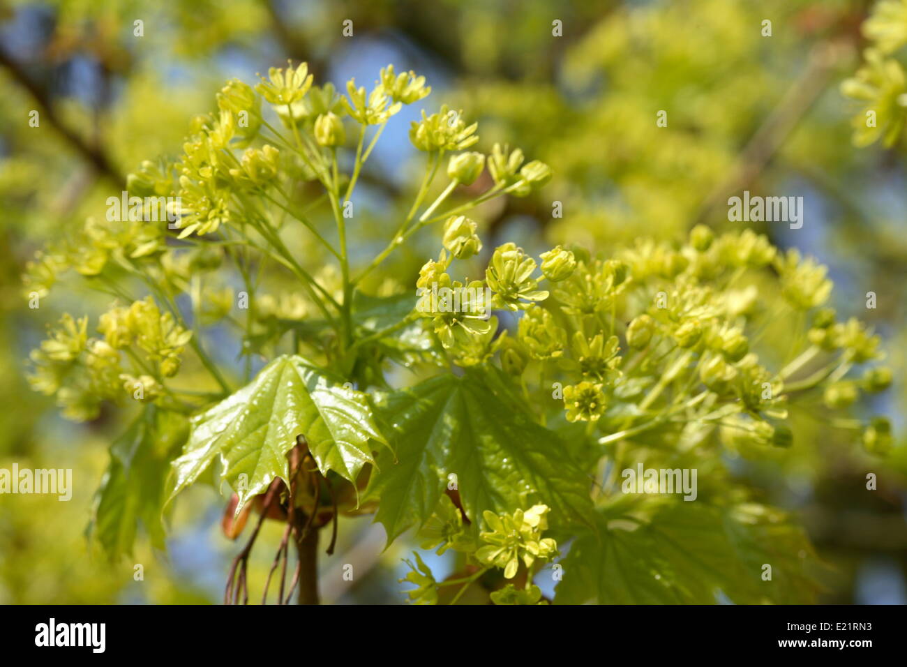 Norway maple - Acer platanoides Stock Photo - Alamy