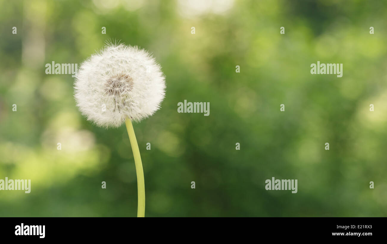 single dandelion on the meadow, selective focus Stock Photo - Alamy