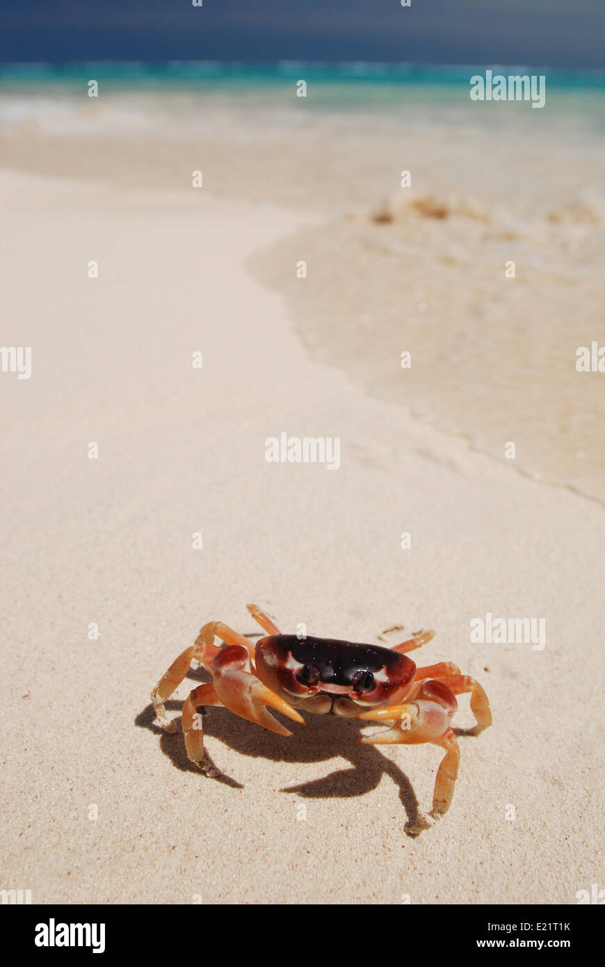 Crab on a beach Stock Photo - Alamy