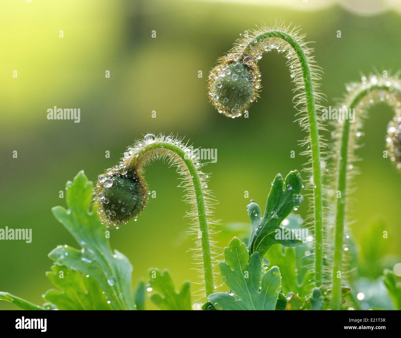 poppy flower buds Stock Photo - Alamy