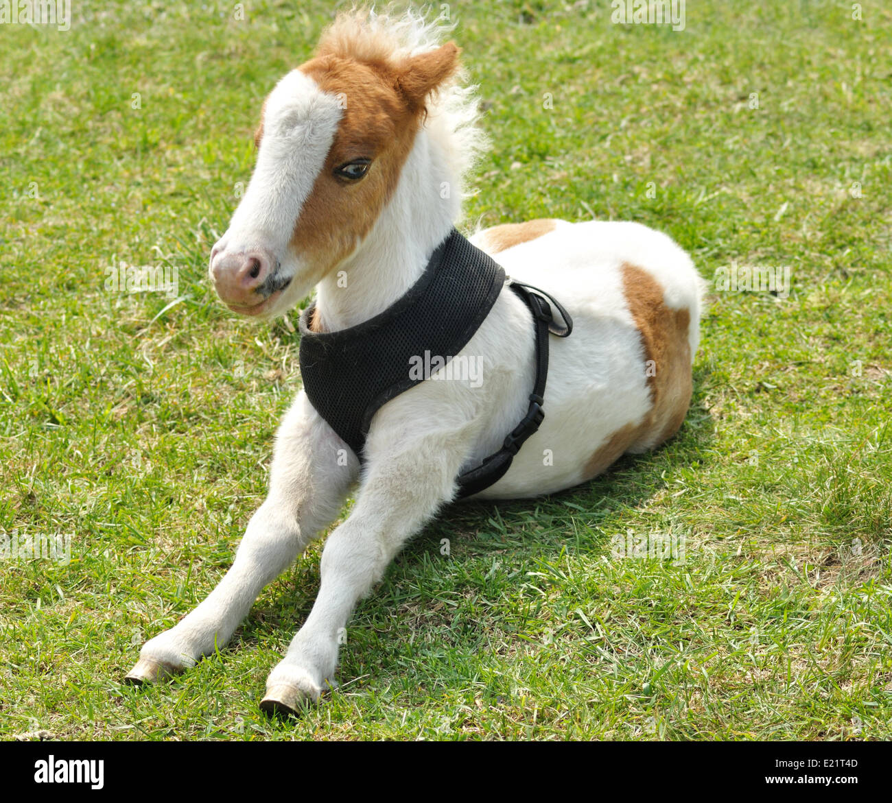 One pony hi-res stock photography and images - Alamy