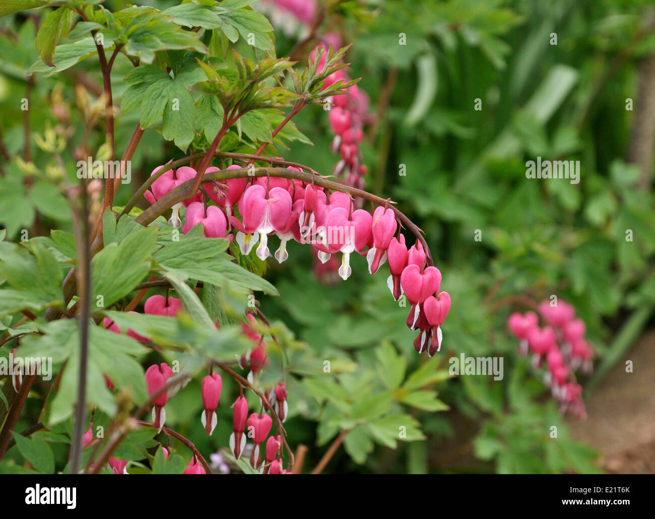pink bleeding hearts flowers Stock Photo - Alamy