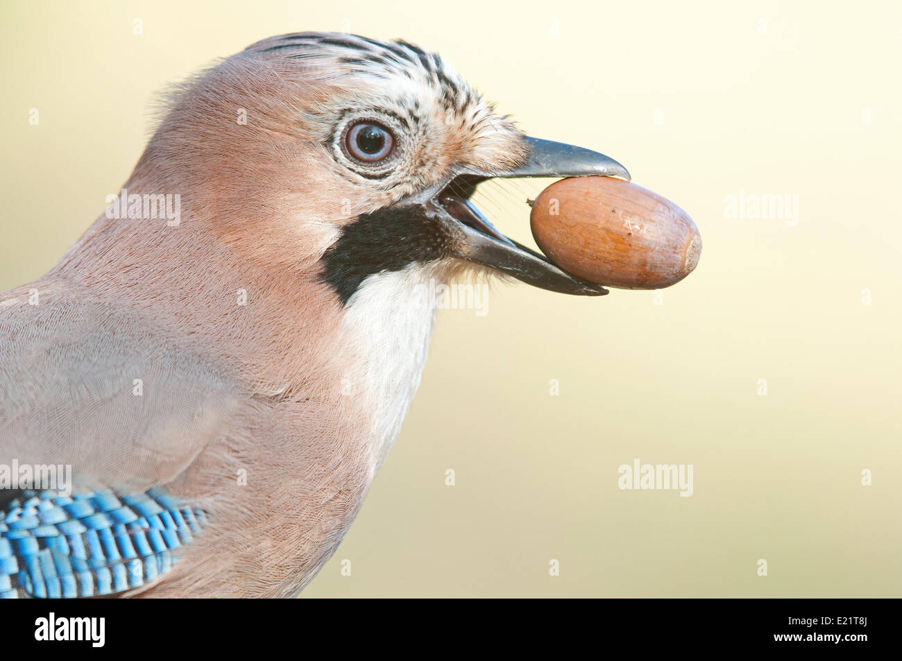 Jay macro hi-res stock photography and images - Alamy