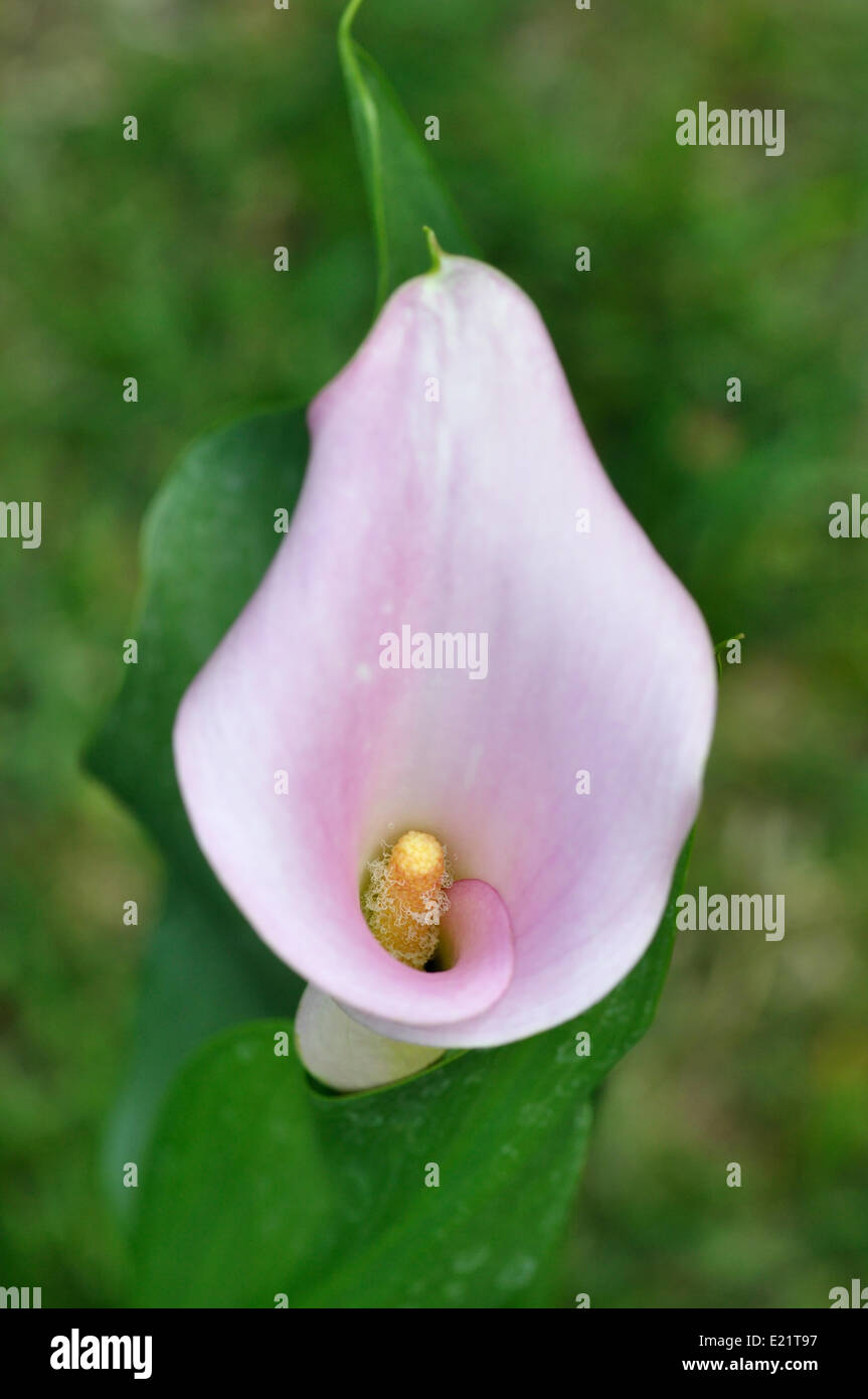 Cala lily hi-res stock photography and images - Alamy