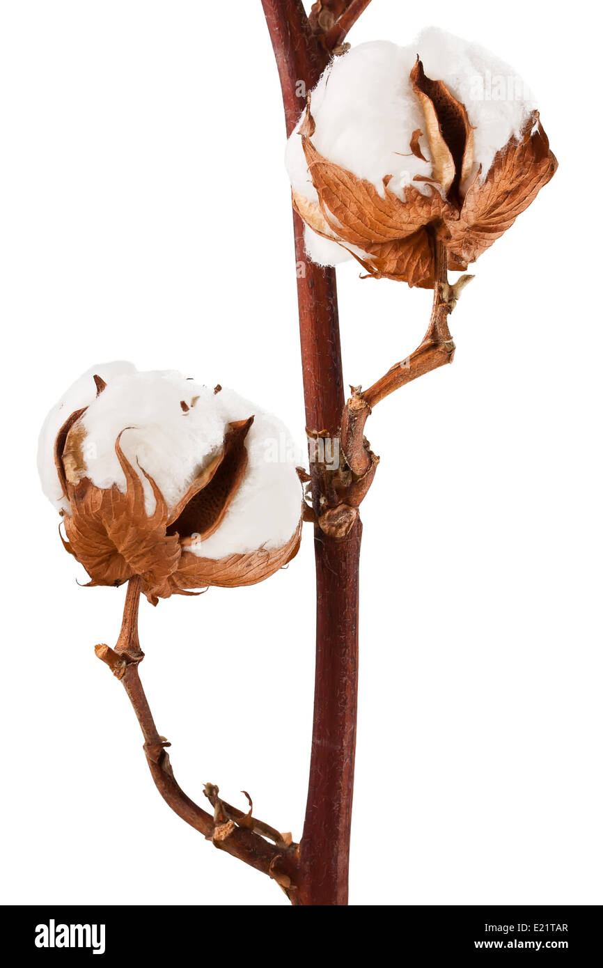 Ripe cotton plant hi-res stock photography and images - Alamy