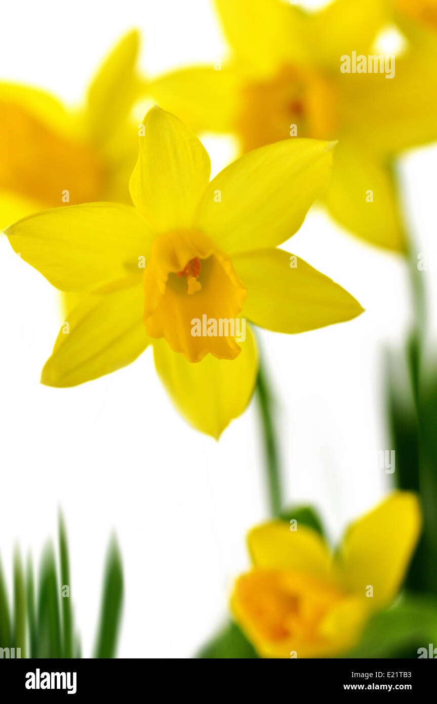 Cheerful golden yellow spring flowers hi-res stock photography and ...