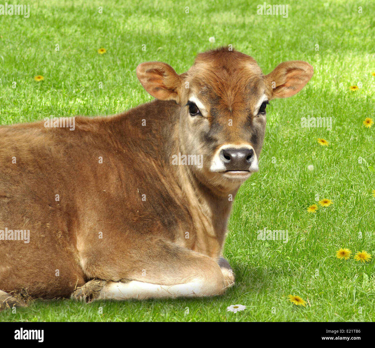 Brown calf hi-res stock photography and images - Alamy