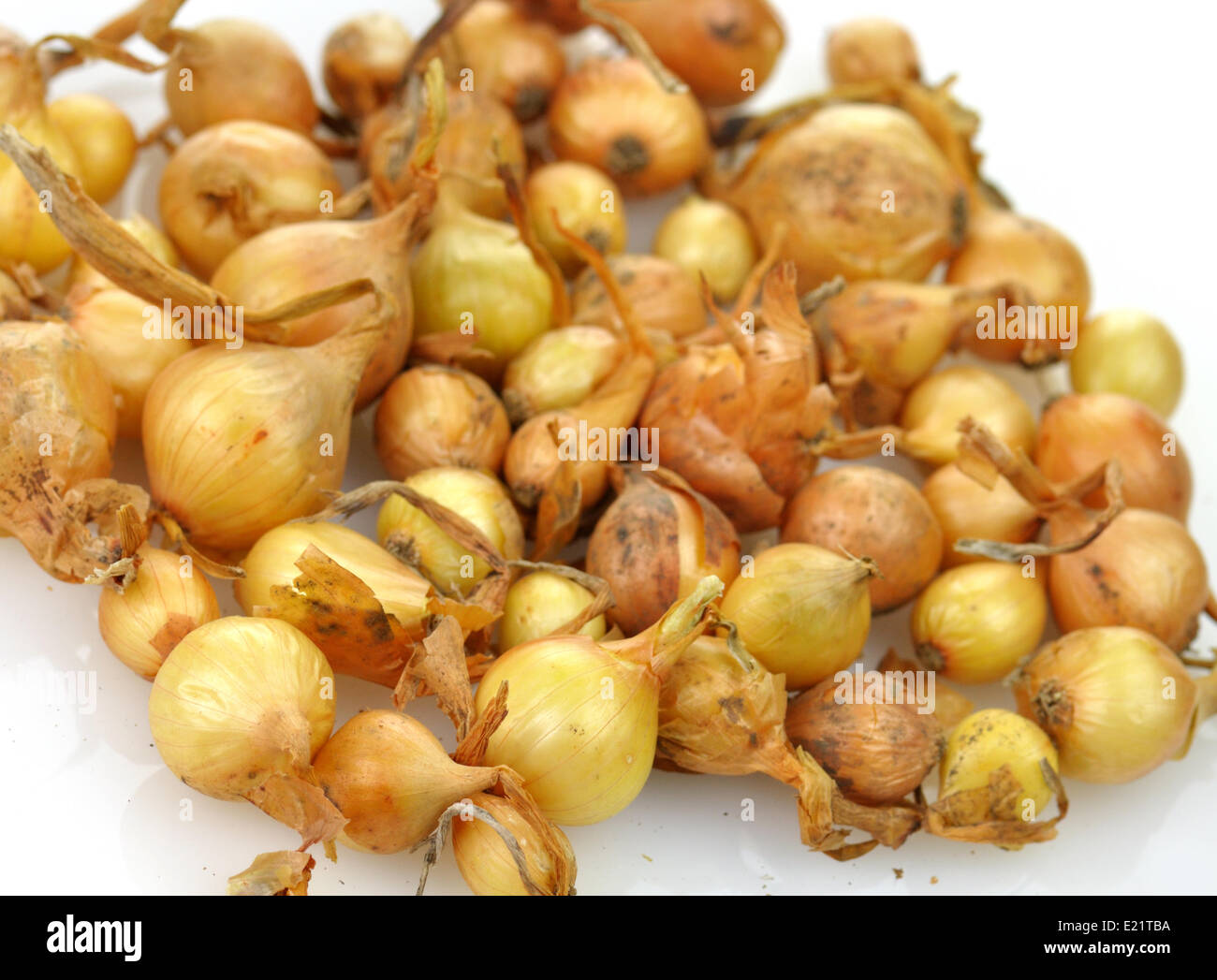 Onion seeds hi-res stock photography and images - Alamy