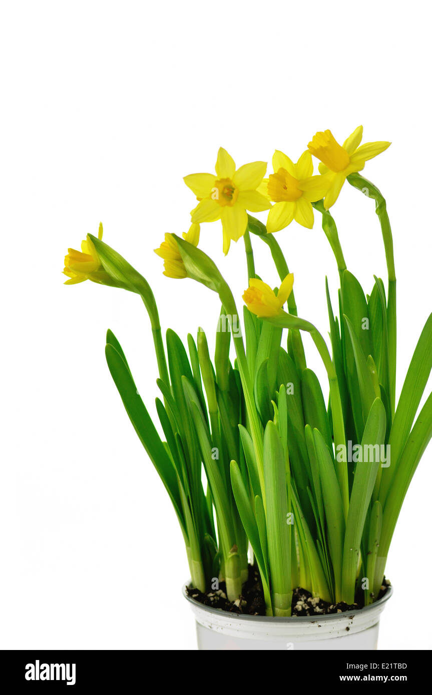Cheerful golden yellow spring flowers hi-res stock photography and ...
