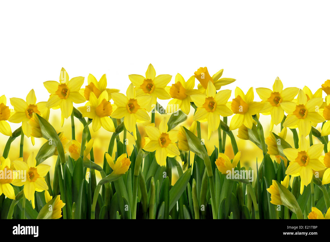 Cheerful golden yellow spring flowers hi-res stock photography and ...
