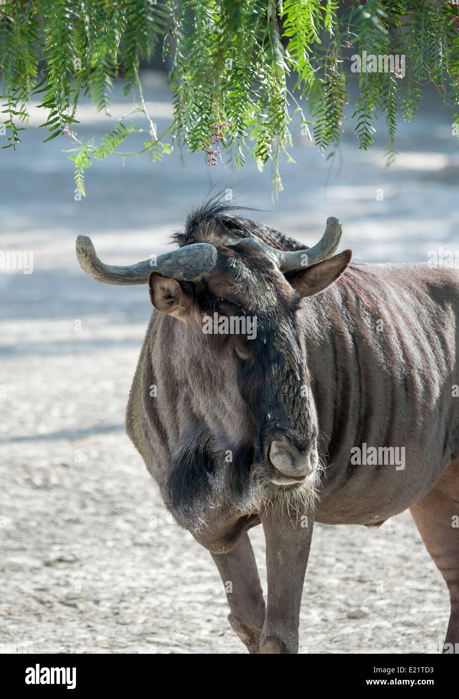 Wildebeest horns hi-res stock photography and images - Alamy