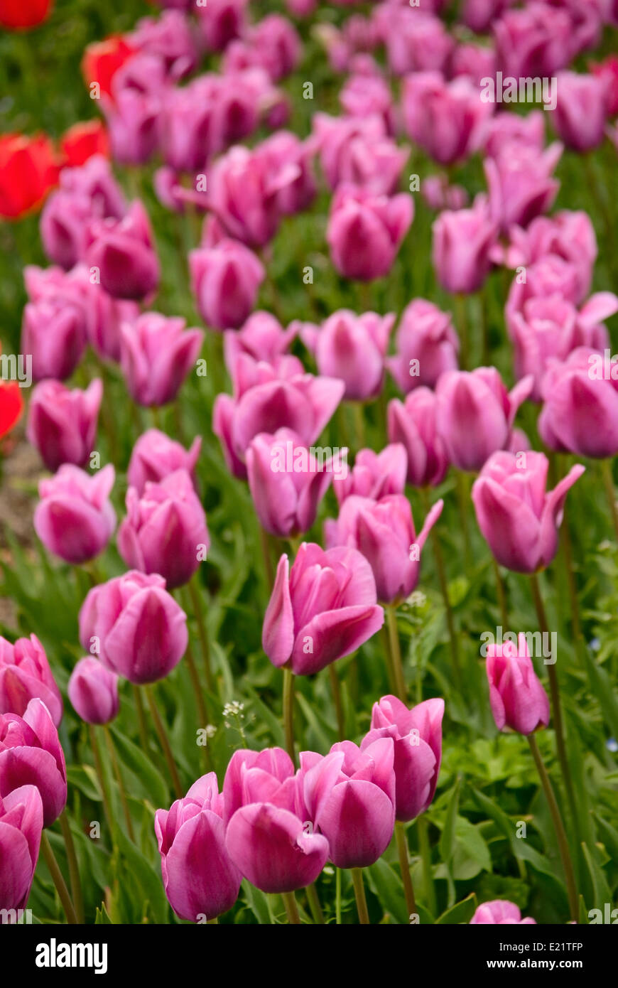 beautiful spring flower tulips. nature Stock Photo - Alamy