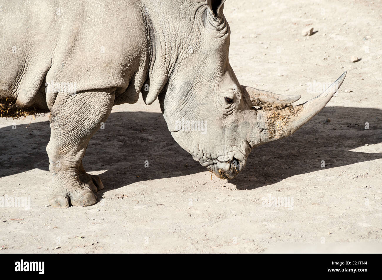 Close up of the head of a Rhinoceros Stock Photo - Alamy