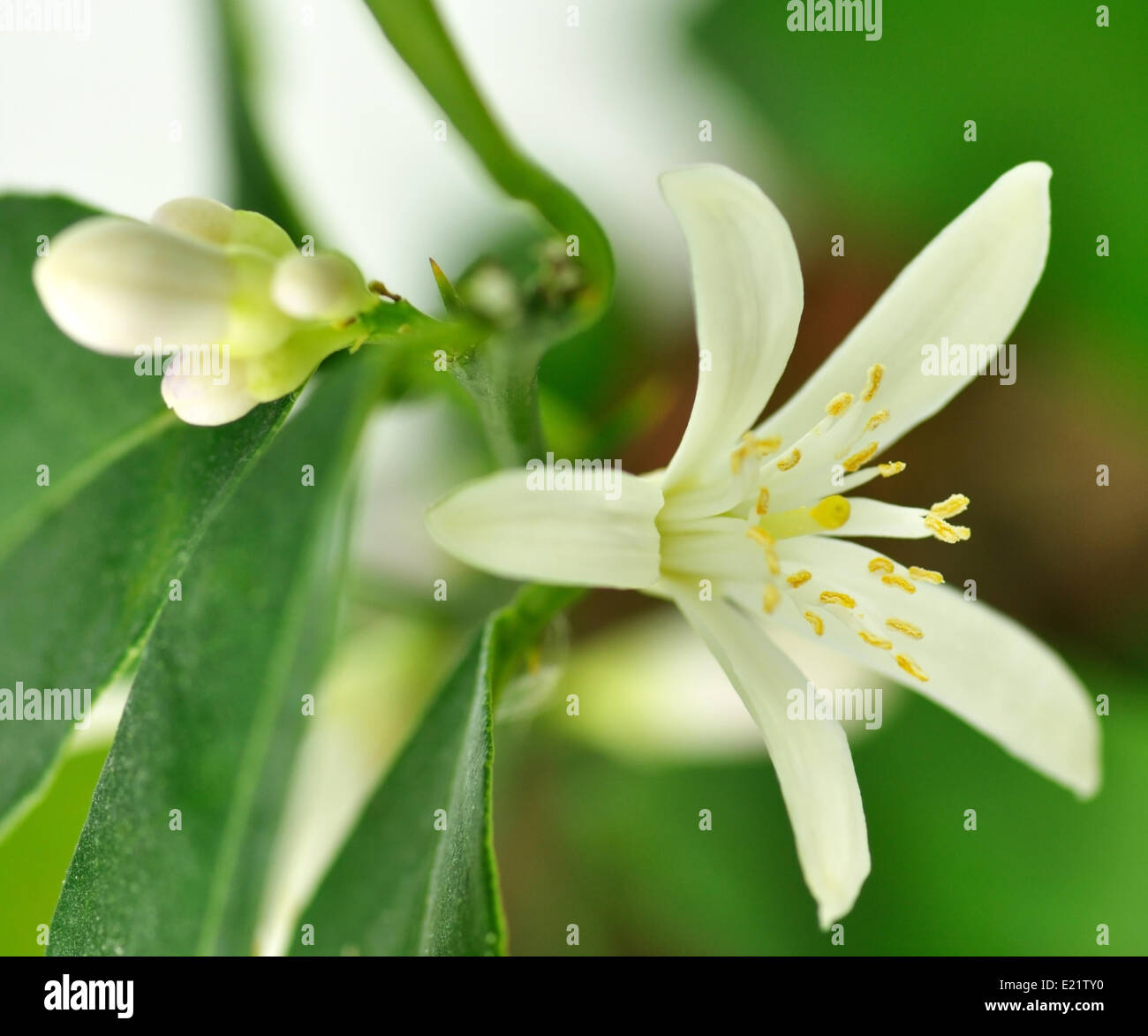 Lemon tree blossoms hi-res stock photography and images - Alamy