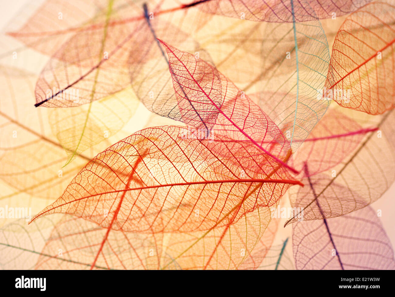 Skeleton leaves background Stock Photo - Alamy