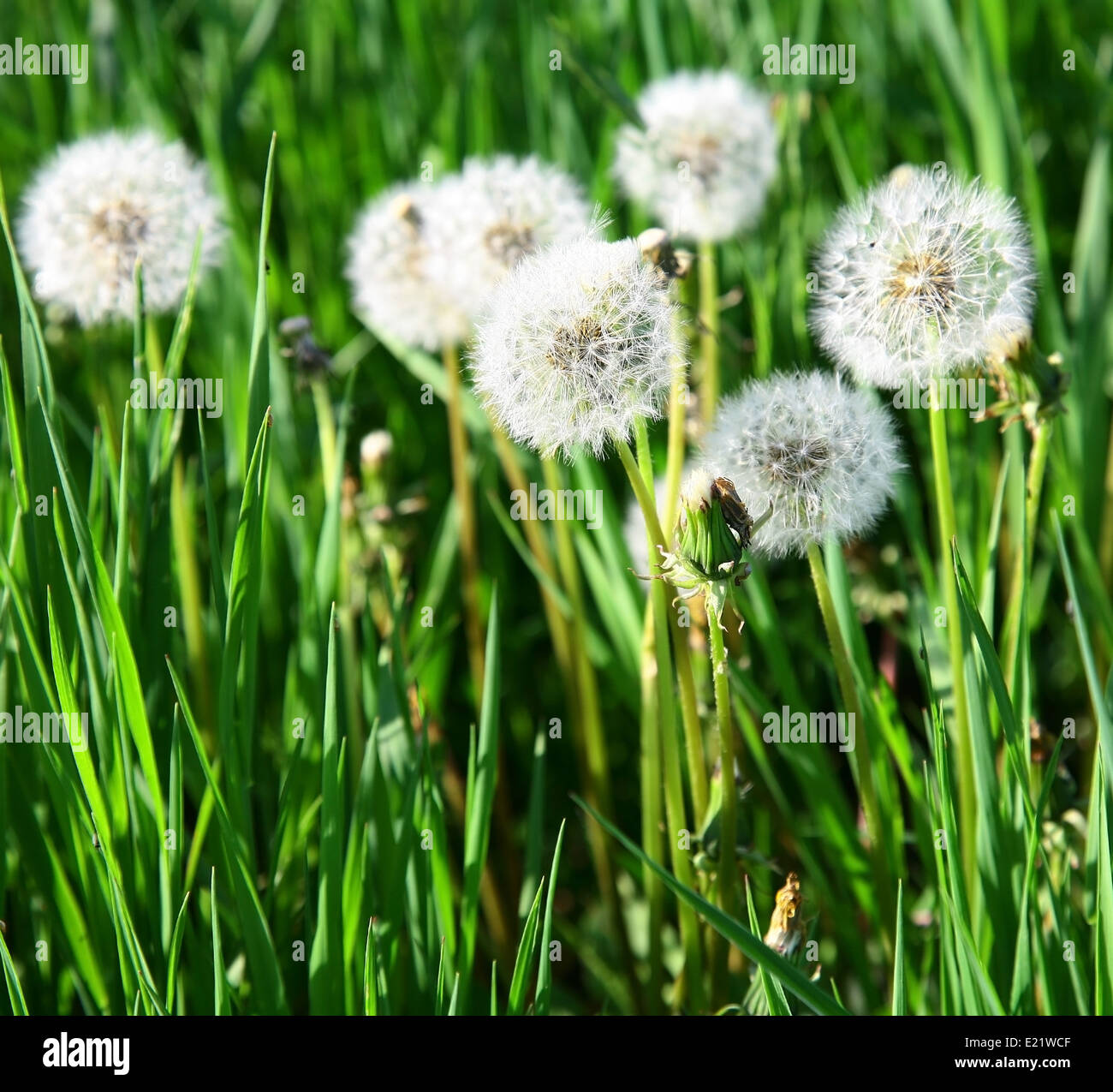 Spring sunshine sun beam hi-res stock photography and images - Alamy