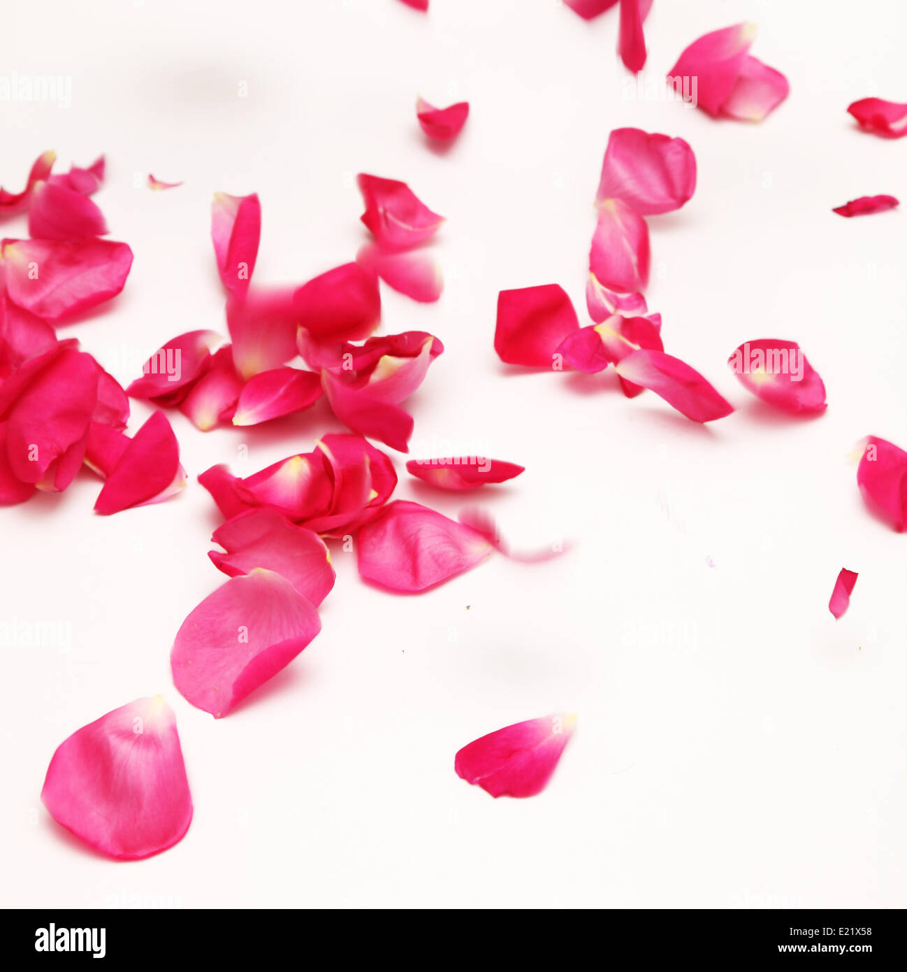 flying rose petals Stock Photo - Alamy