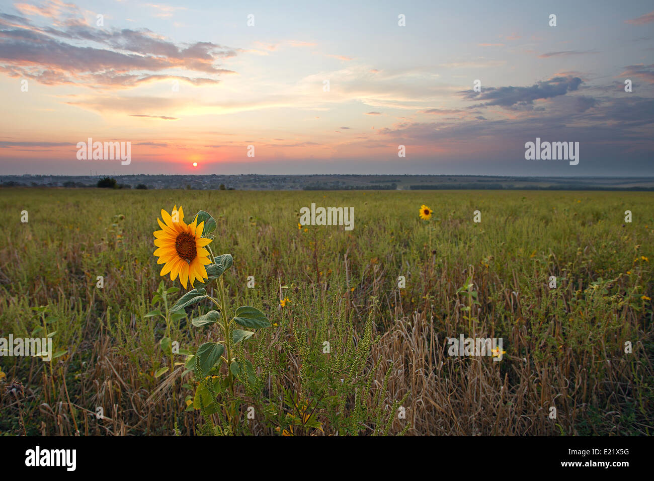 sunset over field with sunflower Stock Photo - Alamy