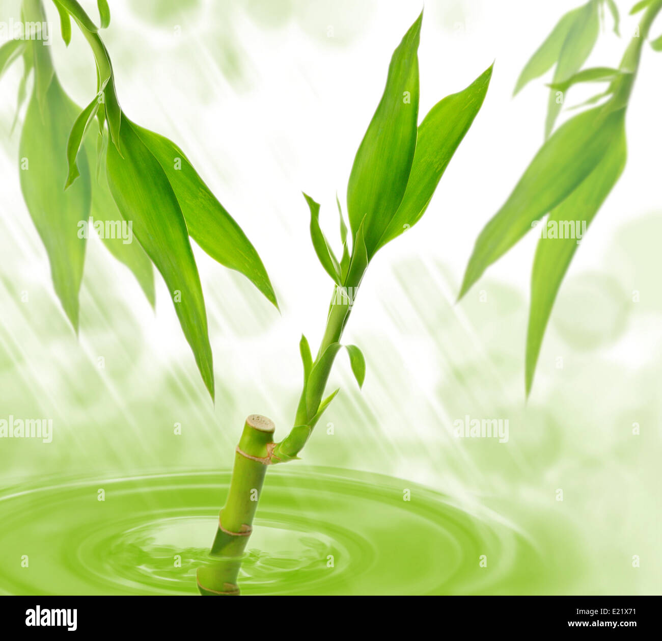 Bamboo in a water Stock Photo - Alamy