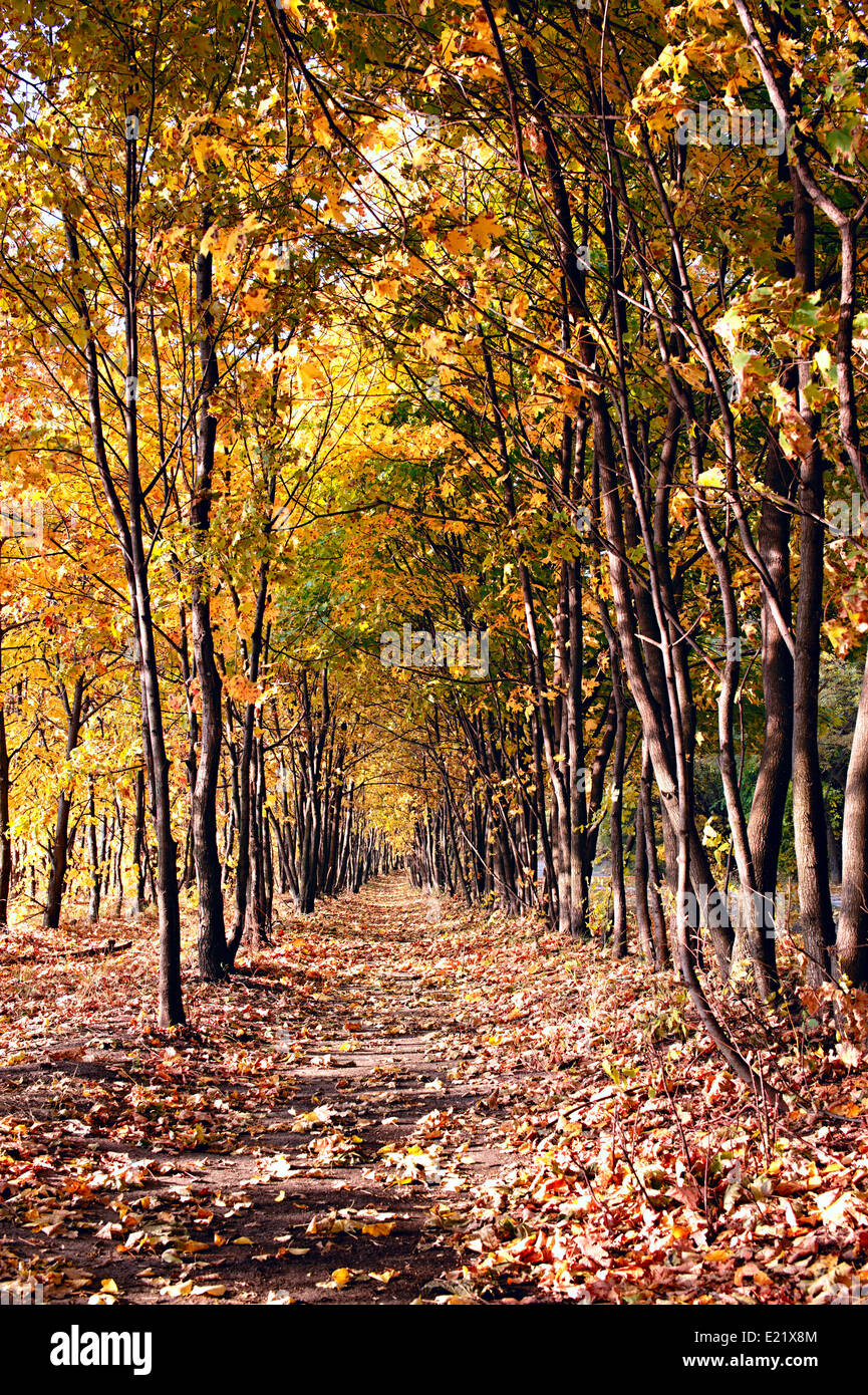 Autumn tree alley Stock Photo - Alamy