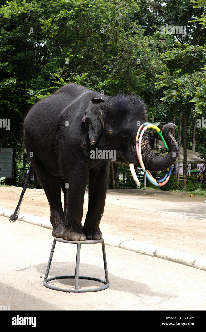 Trained elephant hi-res stock photography and images - Alamy