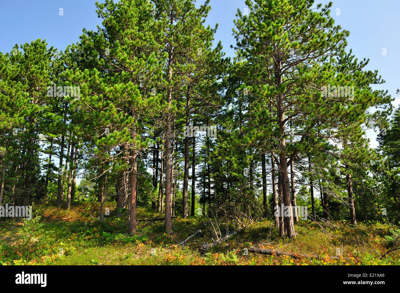 Summer pine forest Stock Photo - Alamy