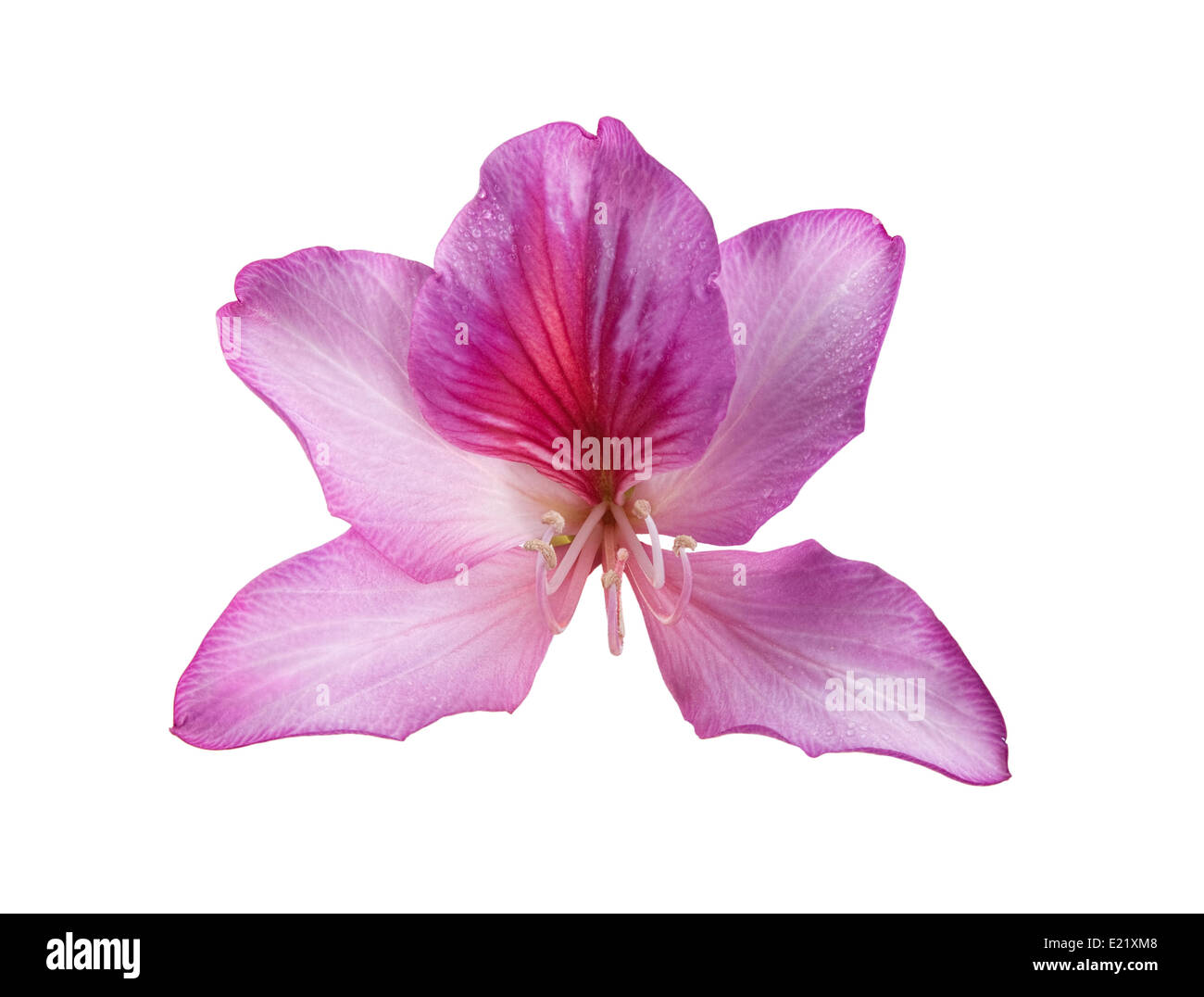beautiful pink flower Stock Photo - Alamy