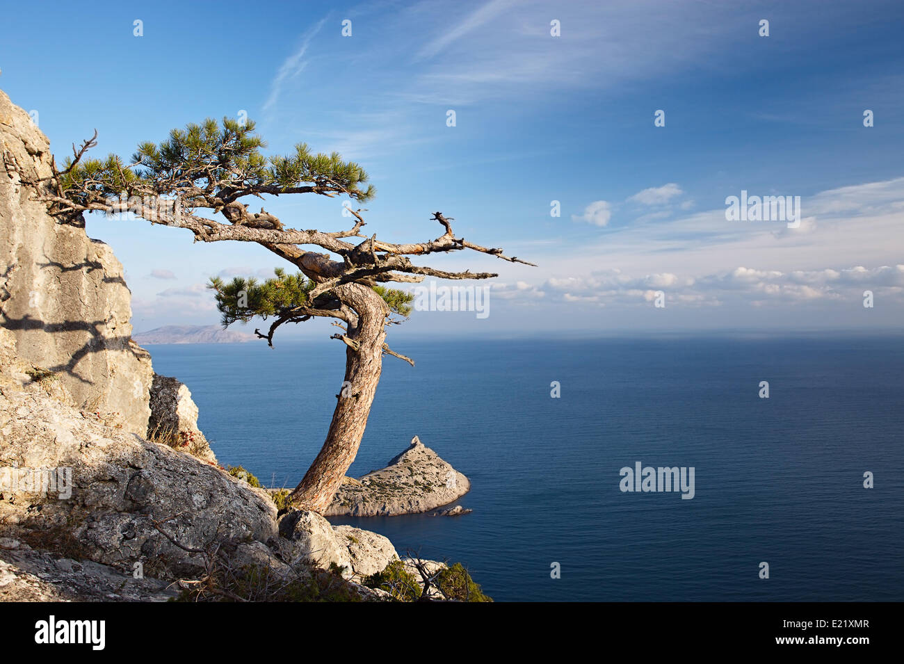juniper tree on rocky coast of Black sea Stock Photo - Alamy