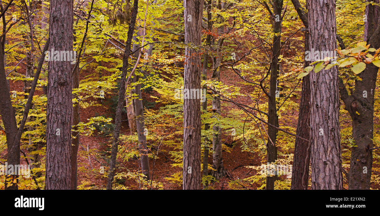 Fall colors of the forest Stock Photo - Alamy