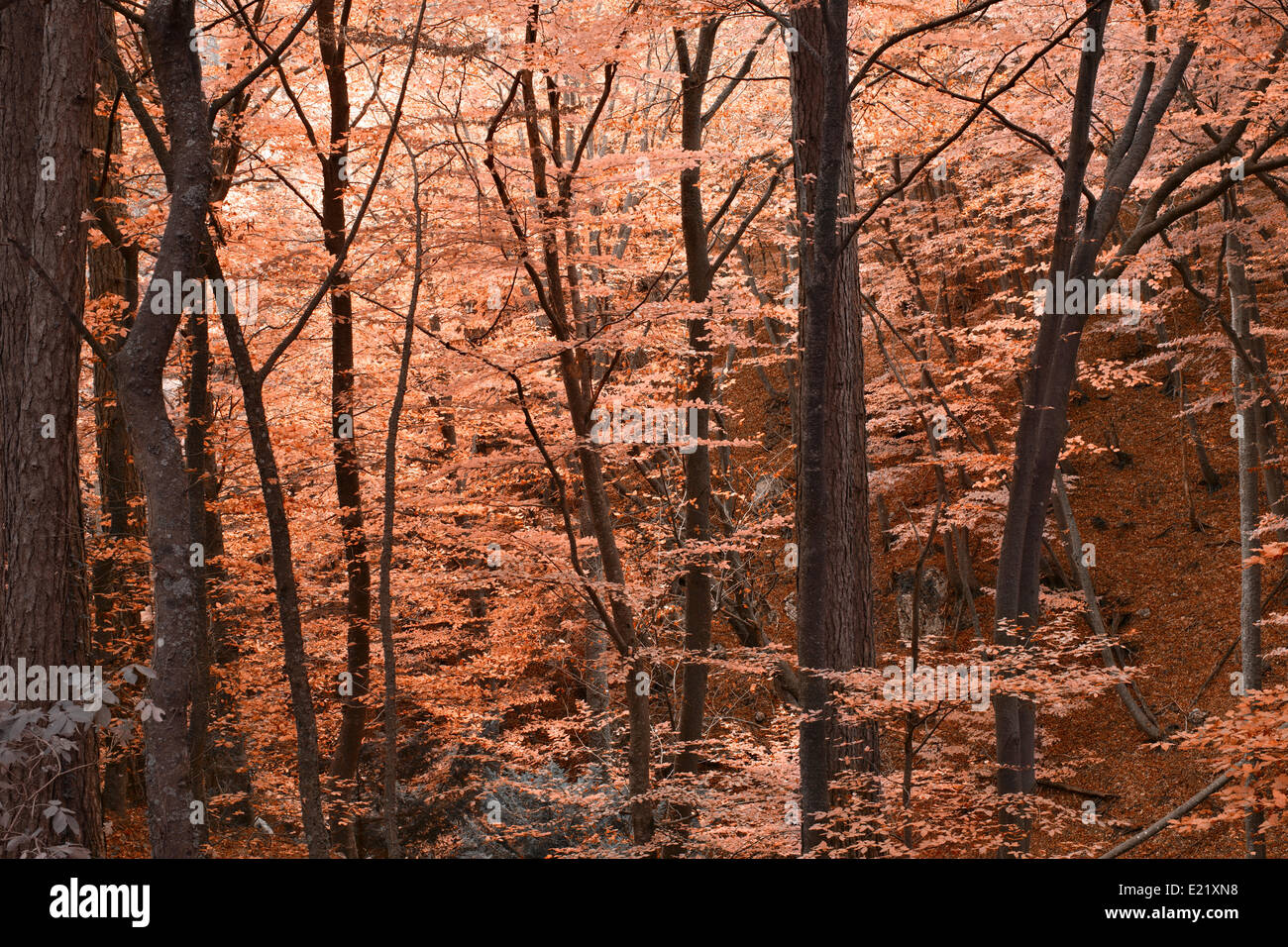 Fall red colors hi-res stock photography and images - Alamy