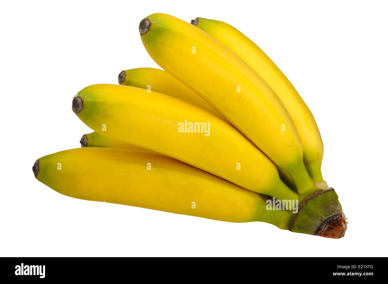 branch of bananas Stock Photo - Alamy