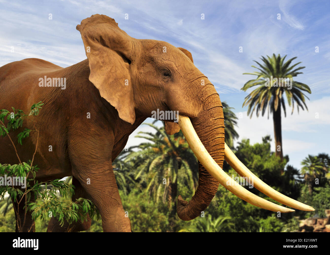 Flora and fauna, elephant hi-res stock photography and images - Alamy