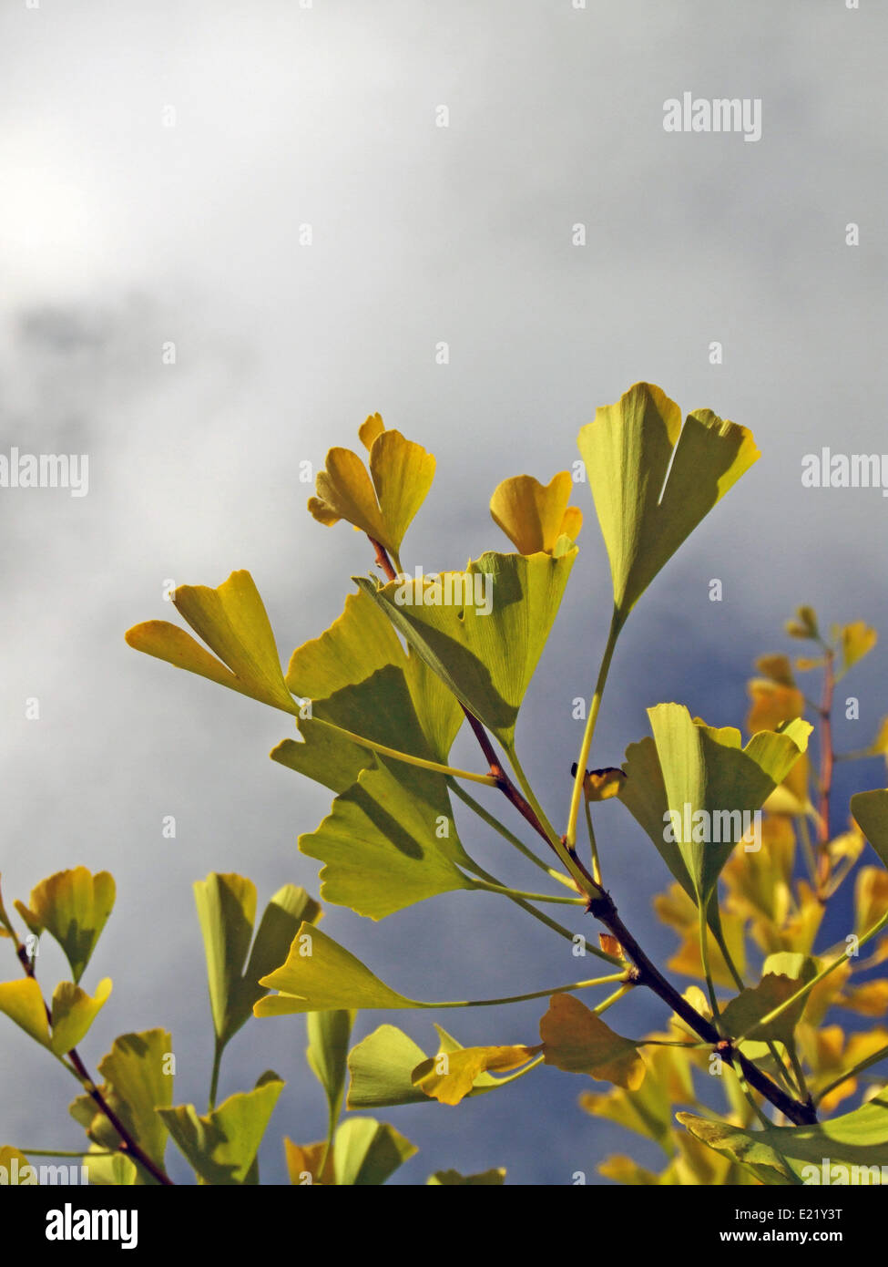 ginkgo (ginkgo biloba Stock Photo - Alamy