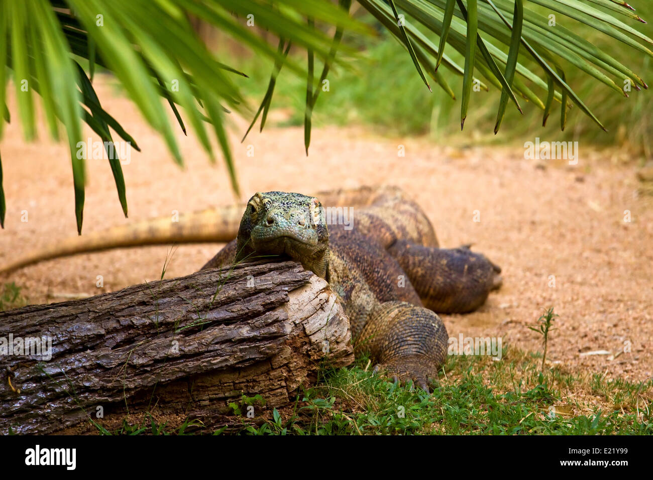 Lace goanna hi-res stock photography and images - Alamy